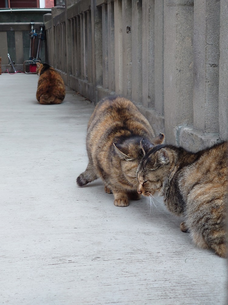 2023年3月2日 3月だ！ねこに会いに行こう！ | 技術評論社