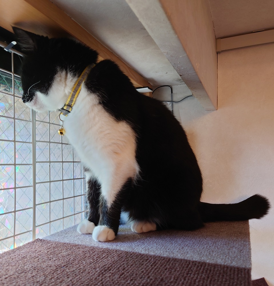 2023年5月11日 仲良し親子ねこ | 技術評論社