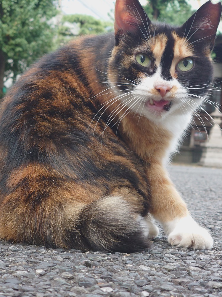 2023年9月12日 朝晩のねこーず | 技術評論社