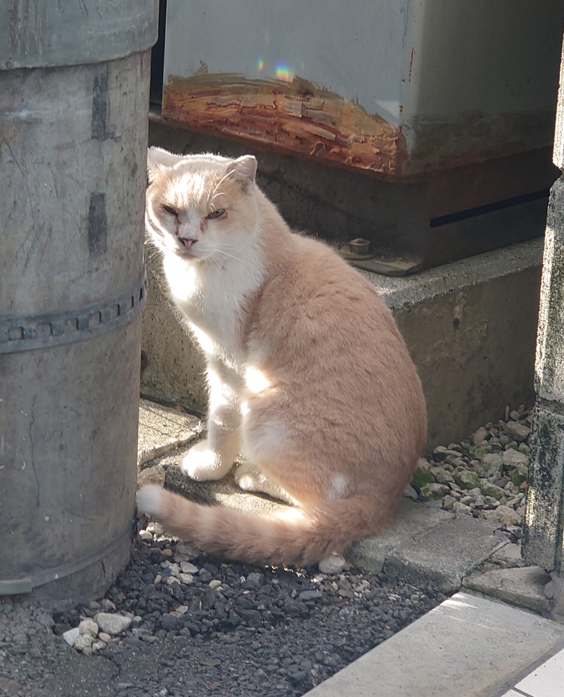 2023年10月2日 にらめっこ選手権 | 技術評論社