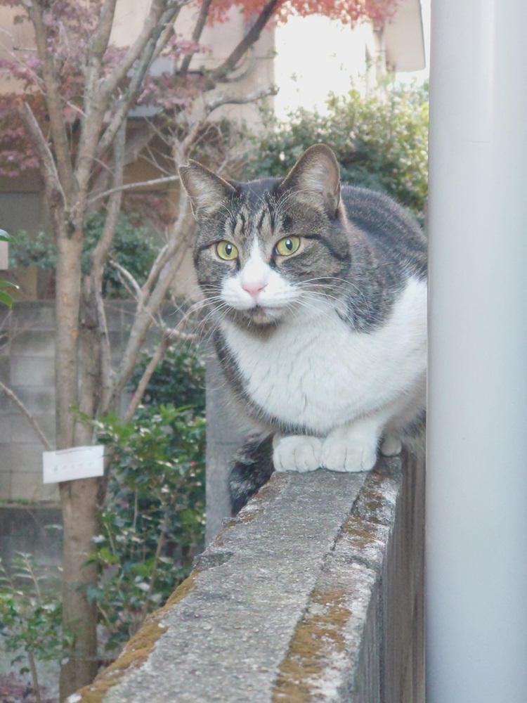 2024年1月11日 新年一発目のねこ部通信 | 技術評論社