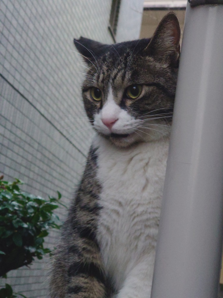 2024年2月22日 ねこの日ですから！ | 技術評論社