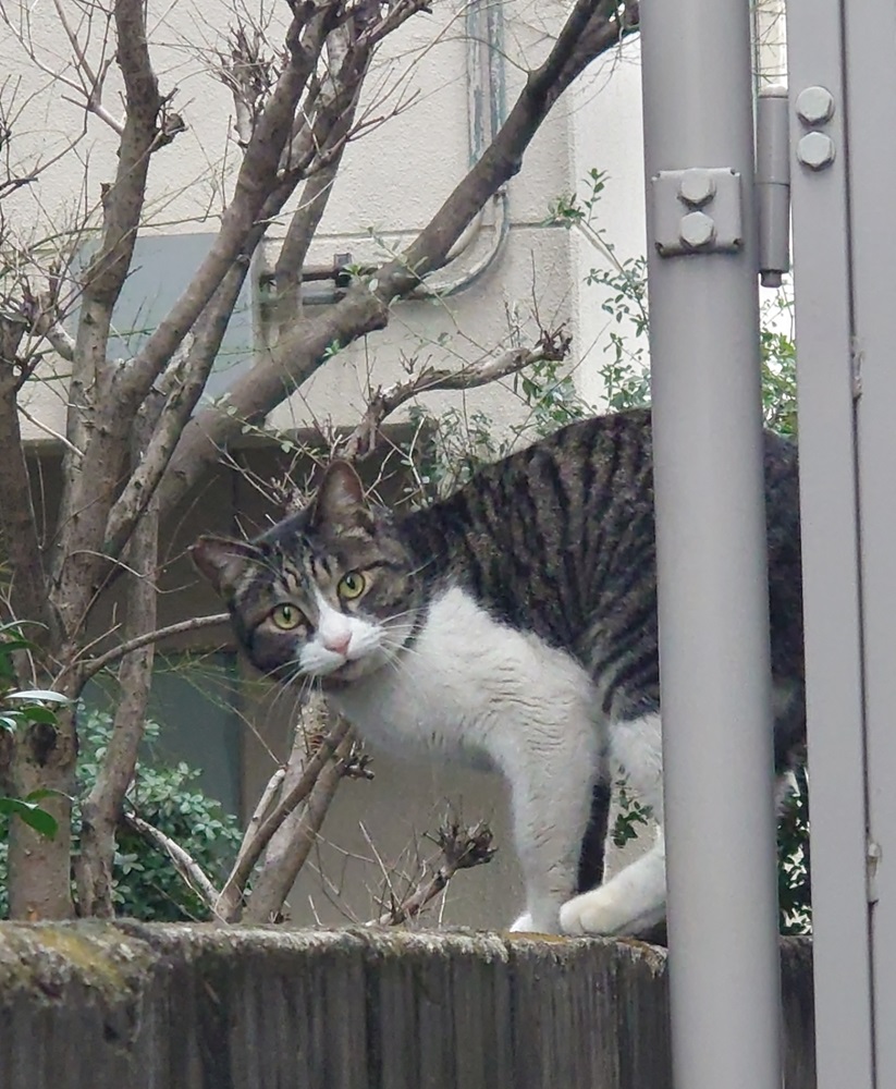 2024年2月22日 ねこの日ですから！ | 技術評論社