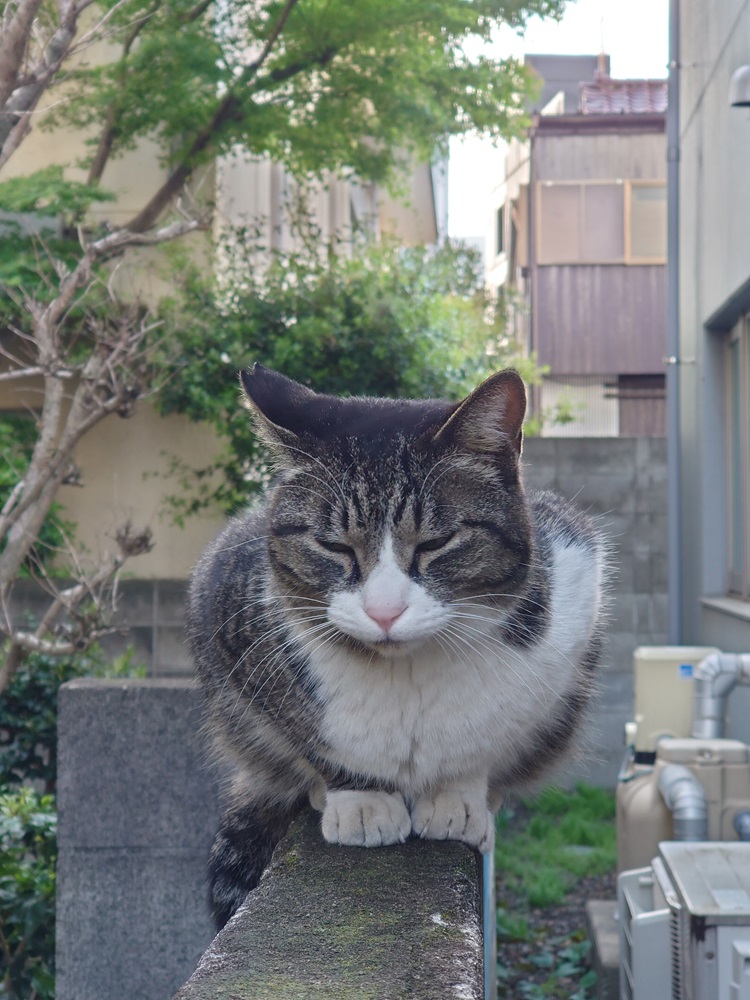 2024年4月22日 初めましてがいっぱい！ | 技術評論社