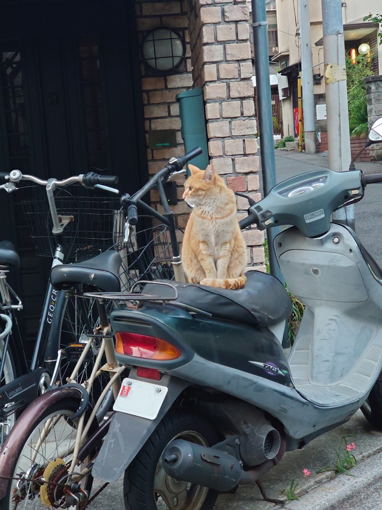 2024年5月13日 こっち見て！ | 技術評論社