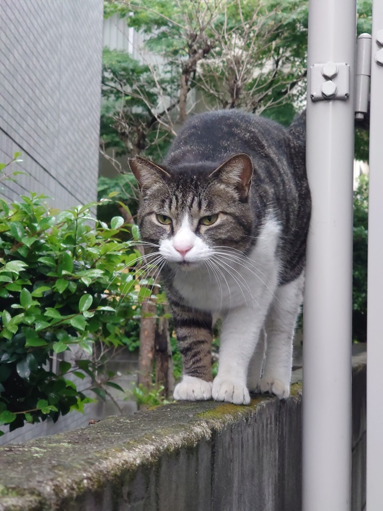 2024年5月13日 こっち見て！ | 技術評論社