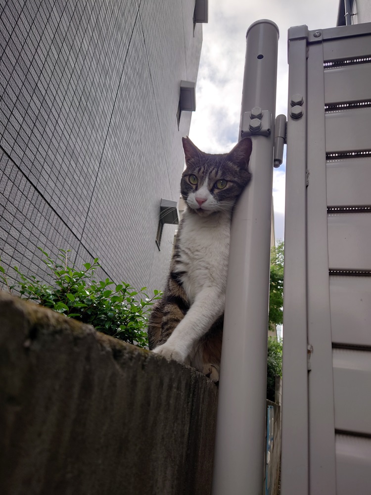 2024年6月12日 新宿のねこーず | 技術評論社