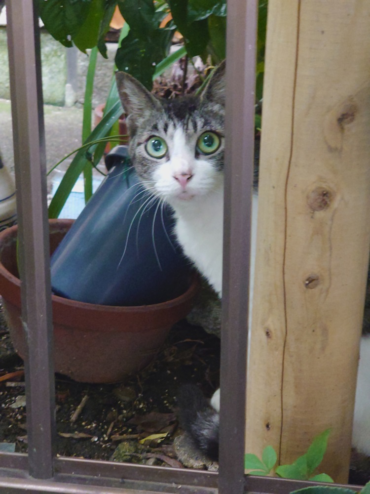 2024年7月2日 雨のまにまに | 技術評論社