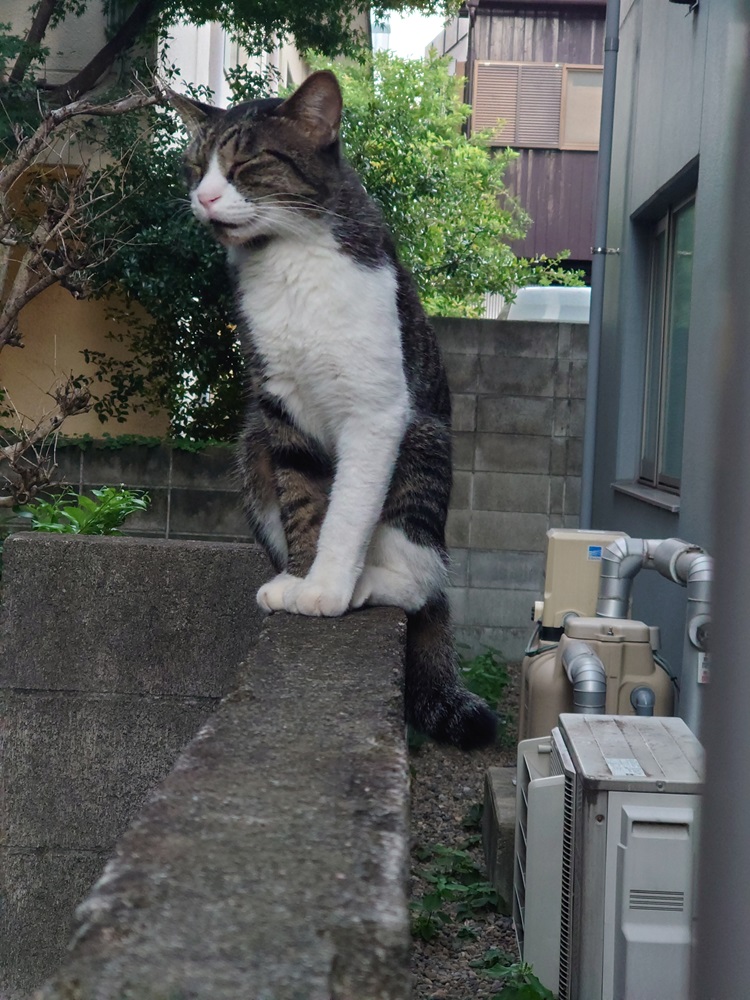 2024年9月12日 春だけでなく夏も秋も | 技術評論社