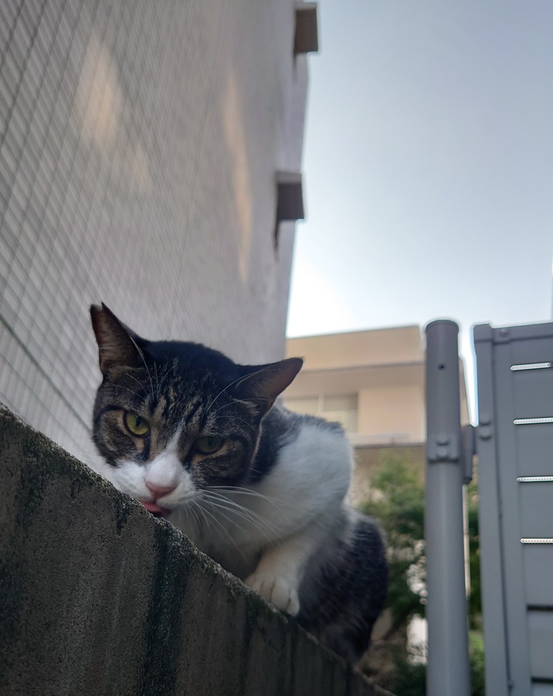 2024年9月20日 見つめられて・・・ | 技術評論社