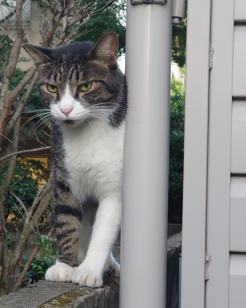 2024年9月20日 見つめられて・・・ | 技術評論社