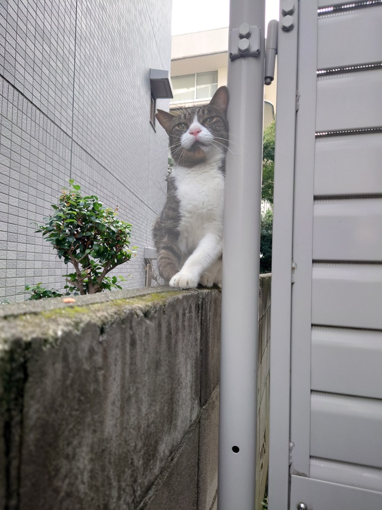 2024年10月10日 急にさむなってかなんわ | 技術評論社