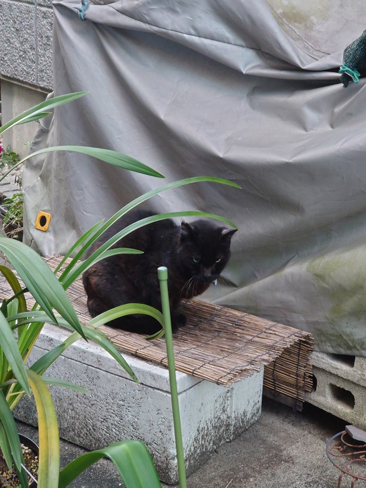 2024年12月12日 ねこ団子の季節ですかね | 技術評論社