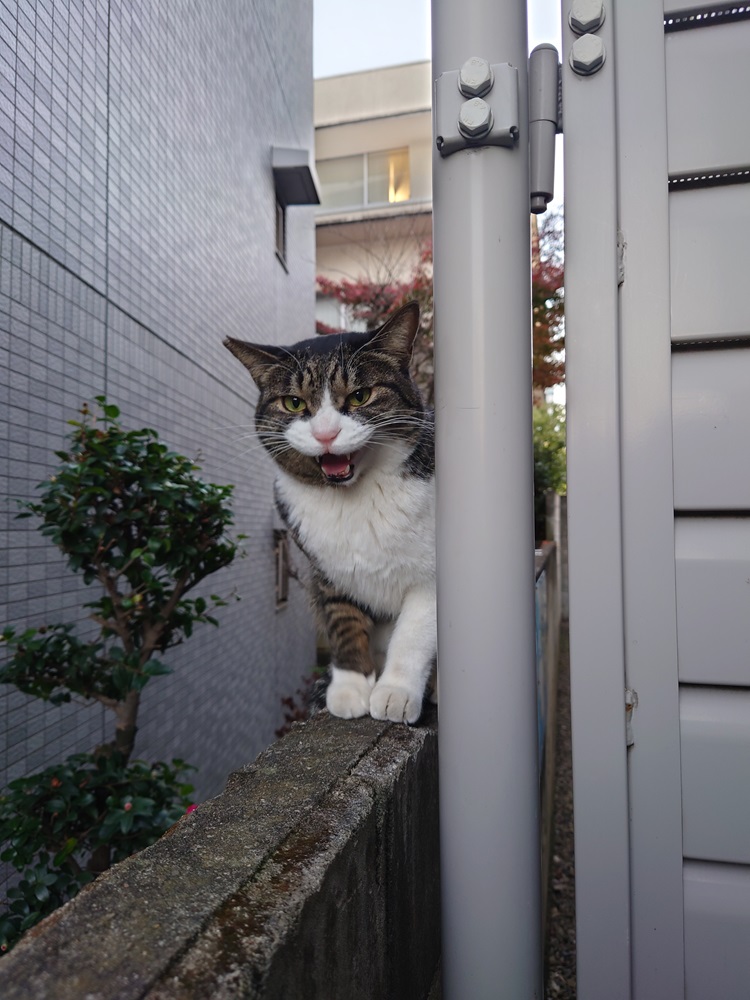 2024年12月12日 ねこ団子の季節ですかね | 技術評論社