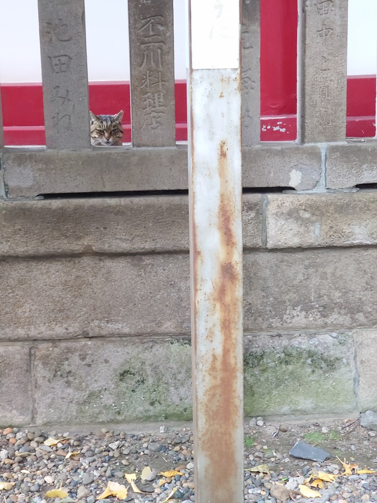 2024年12月12日 ねこ団子の季節ですかね | 技術評論社