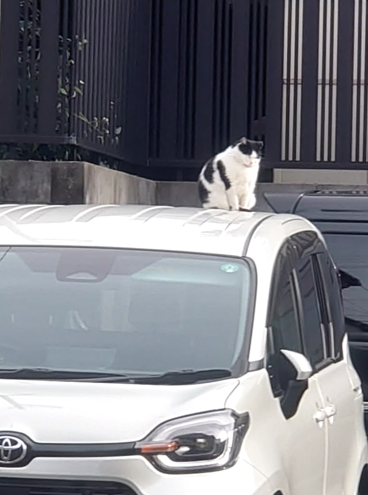 2024年12月23日 寒空の下のねこーず | 技術評論社