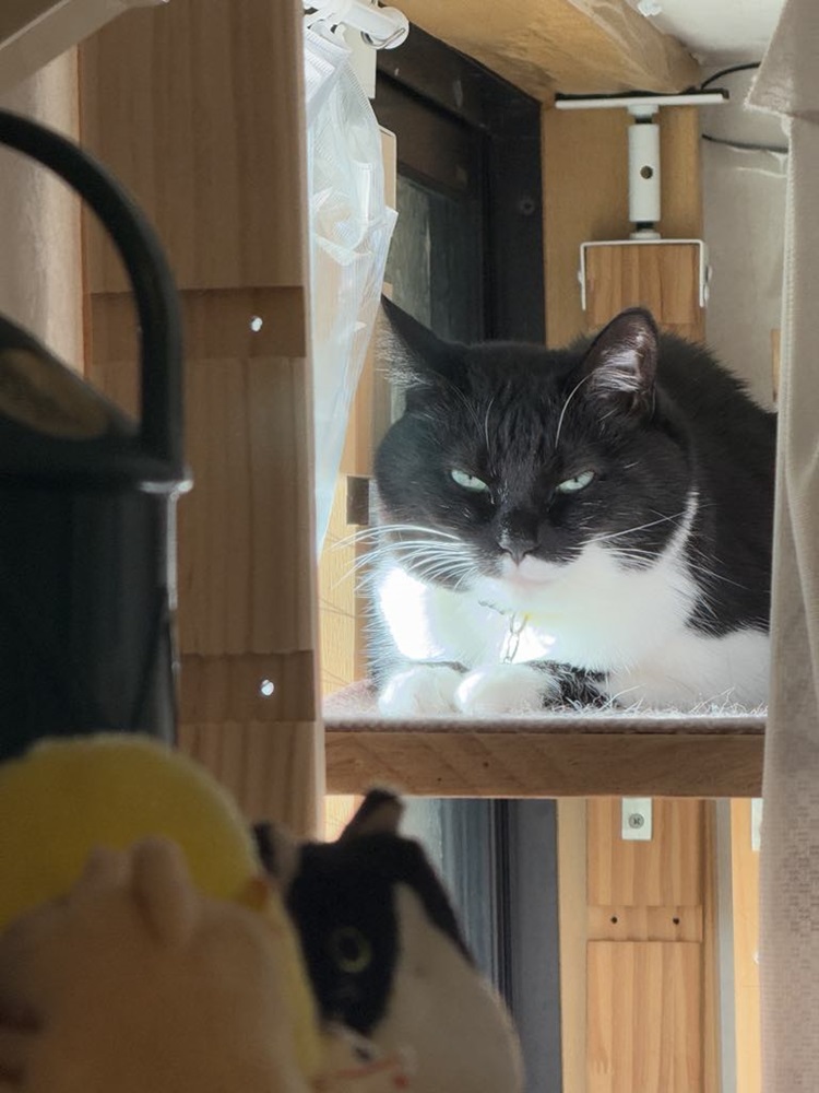 2024年12月23日 寒空の下のねこーず | 技術評論社