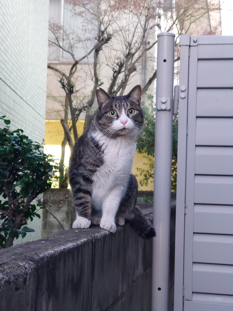 2025年2月3日 節分の翌日 | 技術評論社