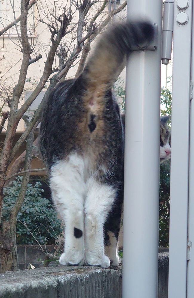 2025年2月21日 ＊ | 技術評論社