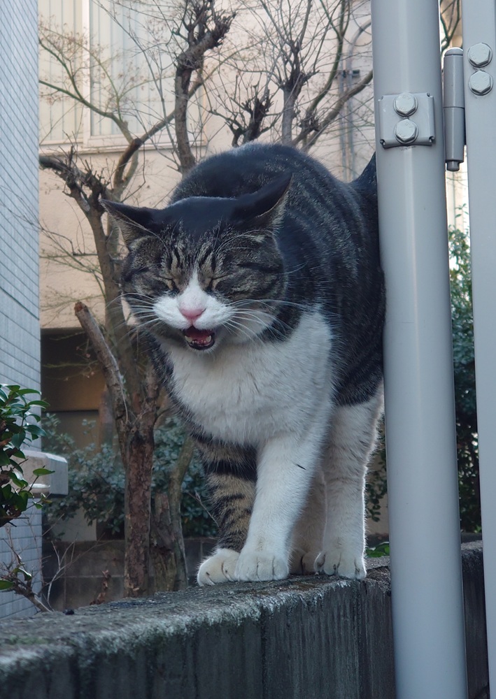 2025年2月21日 ＊ | 技術評論社