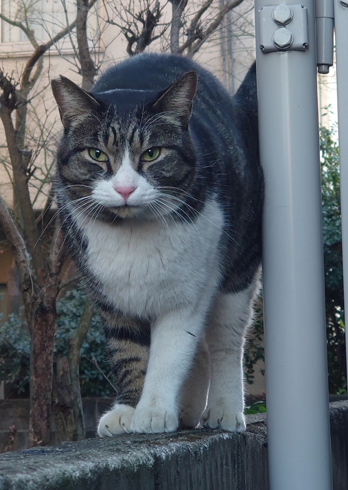 2025年2月21日 ＊ | 技術評論社