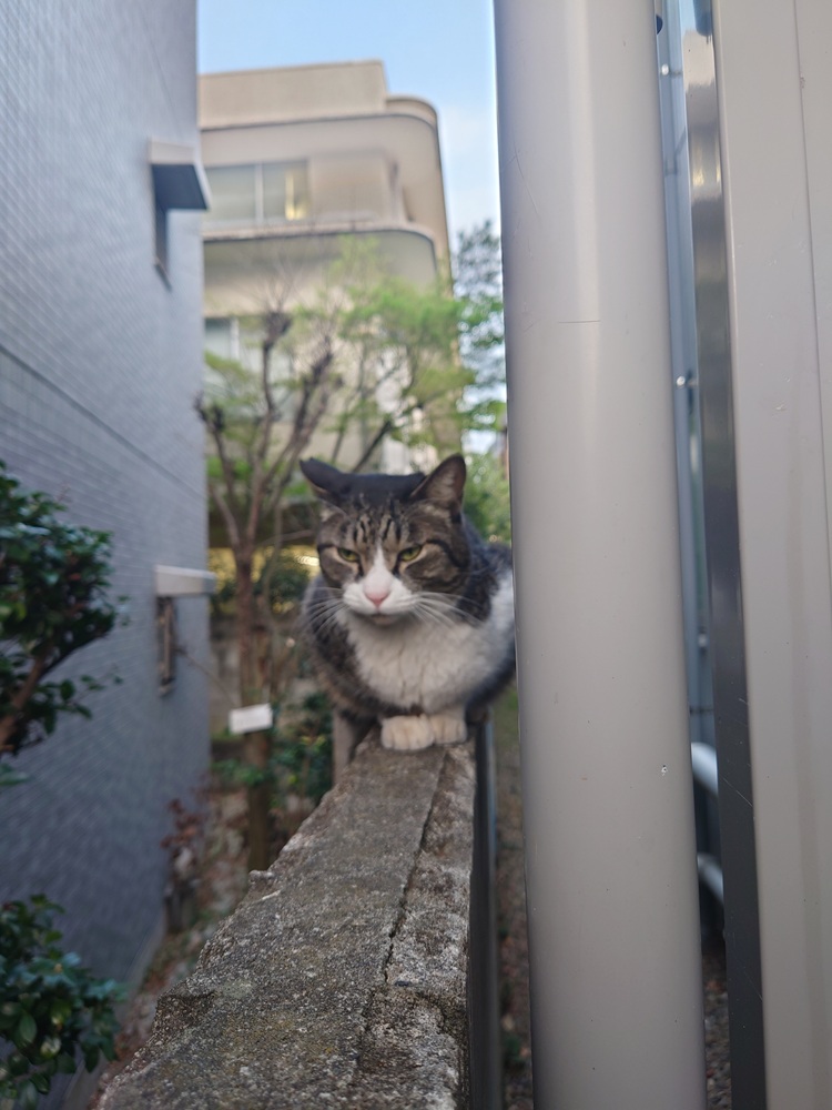 2025年4月2日 出勤中 | 技術評論社