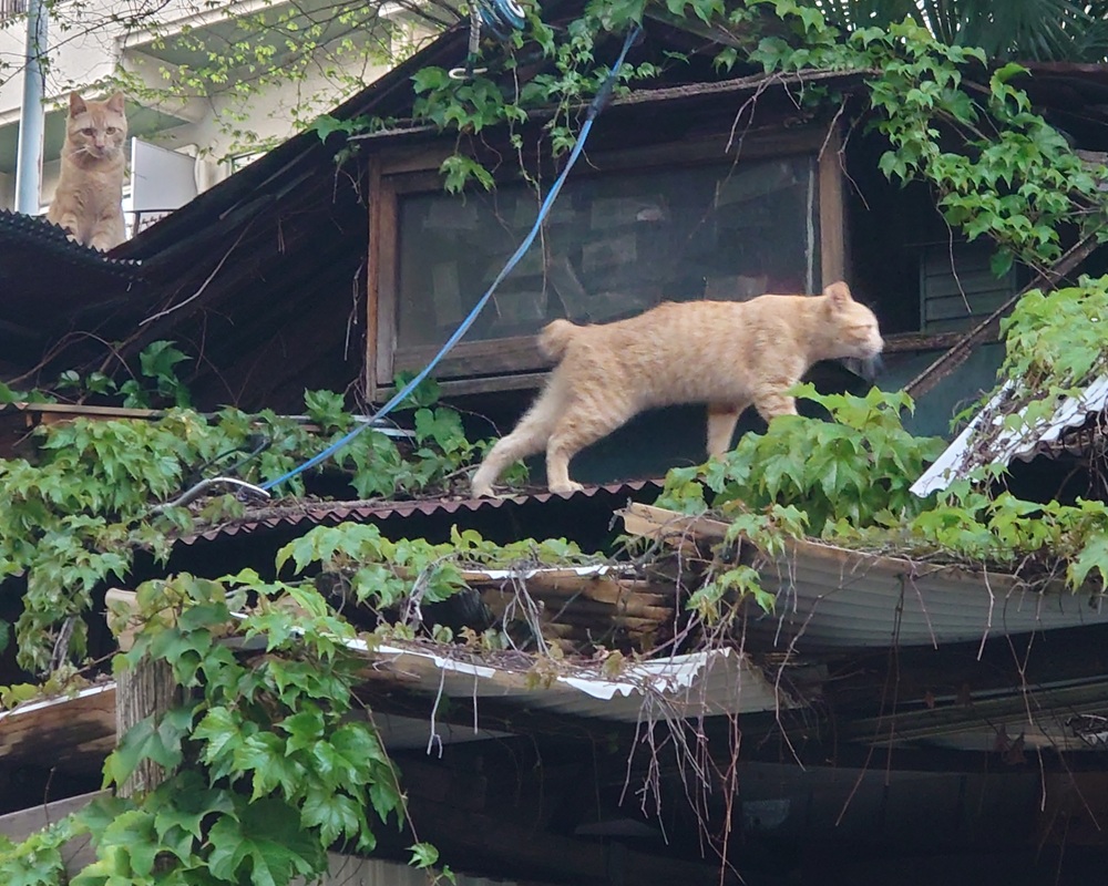 2025年4月22日 やねこまどねこ | 技術評論社
