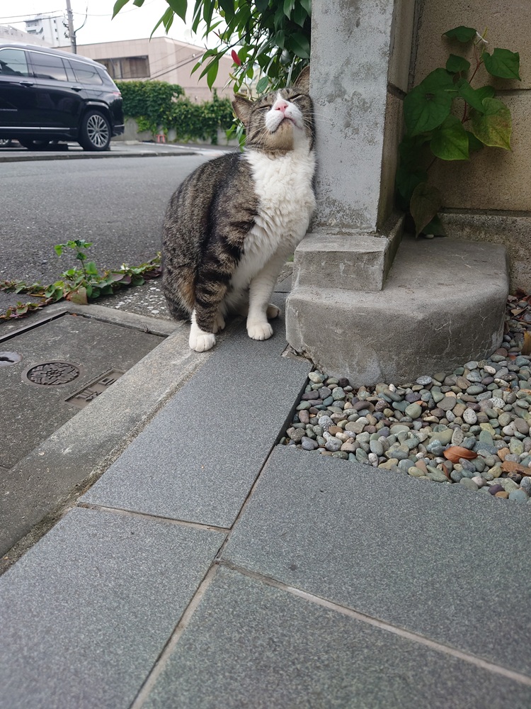 2025年6月2日 会社までの長い道のり | 技術評論社