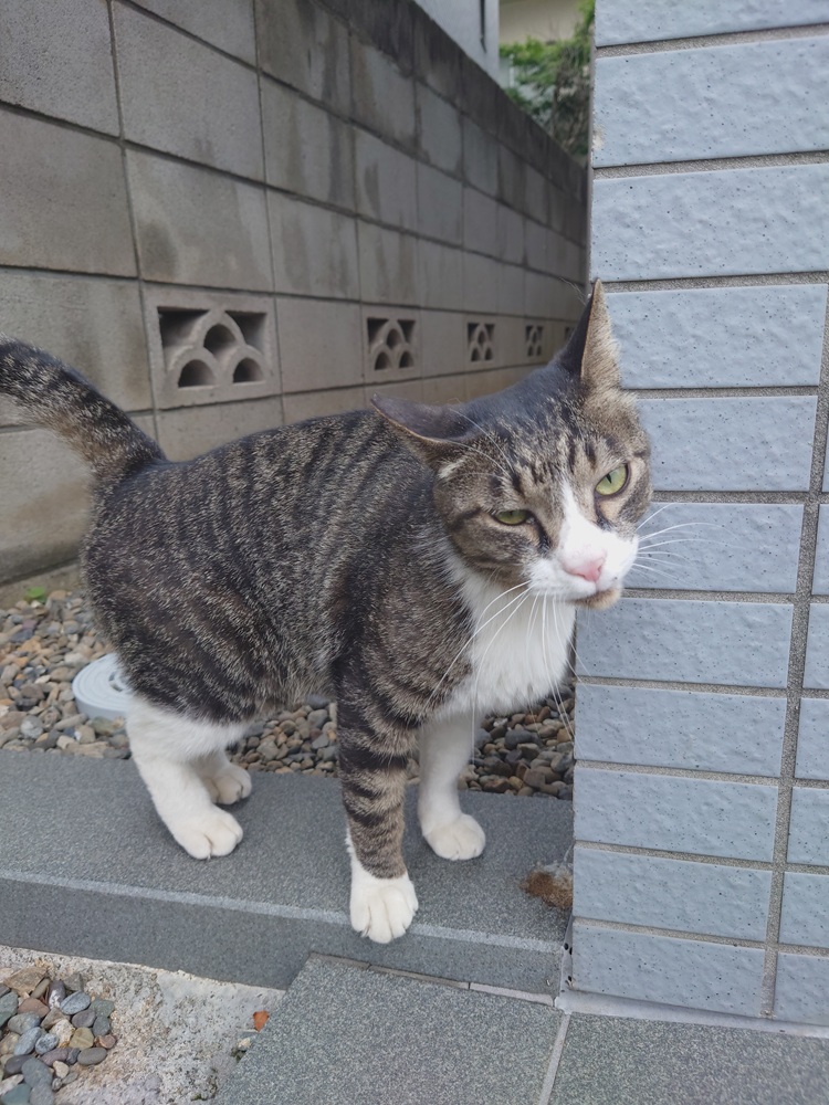 2025年6月12日 6月にしては・・・ | 技術評論社